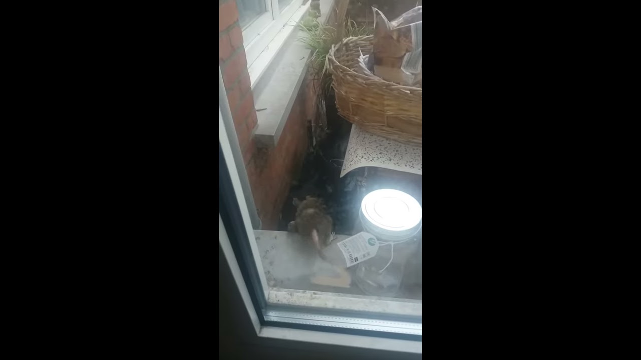 rat attempts to steal food - YouTube