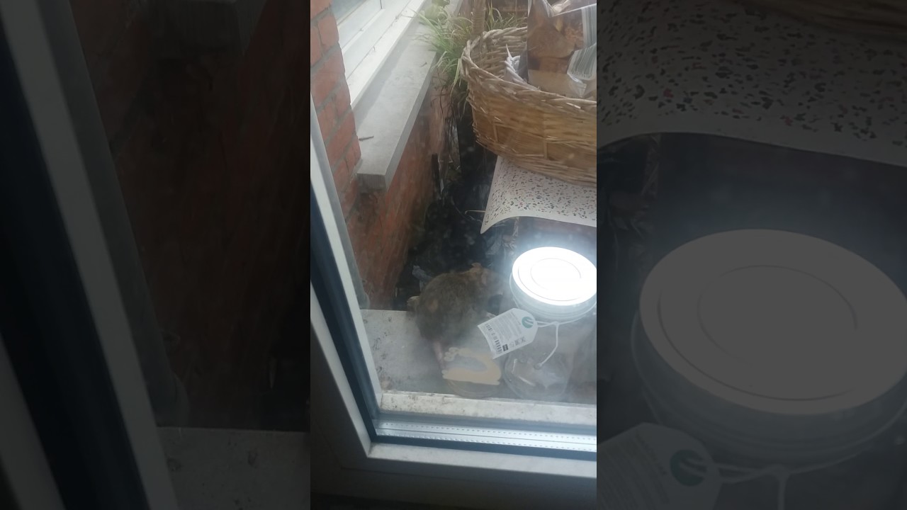 rat attempts to steal food - YouTube