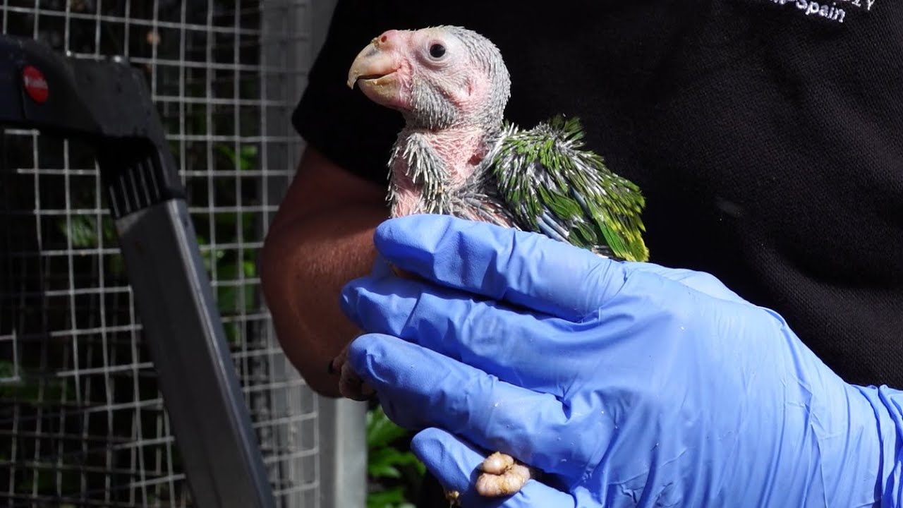 Parrot breeding season - YouTube