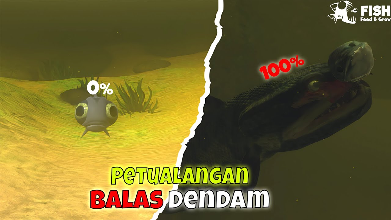 Gua Jadi Ikan Mas Ireng Dari KECIL Sampai JADI Ikan Toman Babon Di Feed ...