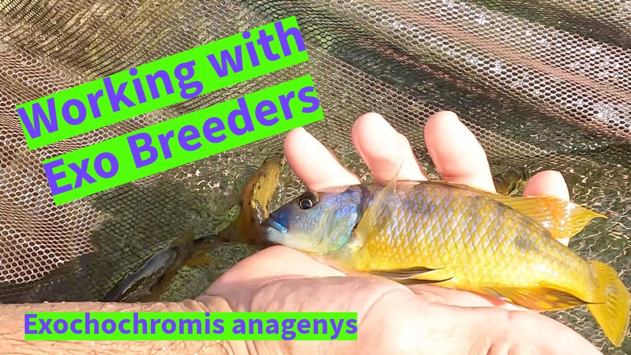Exo Cichlids with Master Breeder Rick Biro at Florida Exotic Fish Sales ...