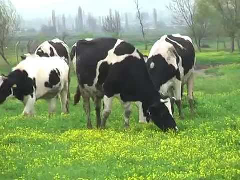 BİGADİÇ'İN BAYAN KASABI FATMA HANIM