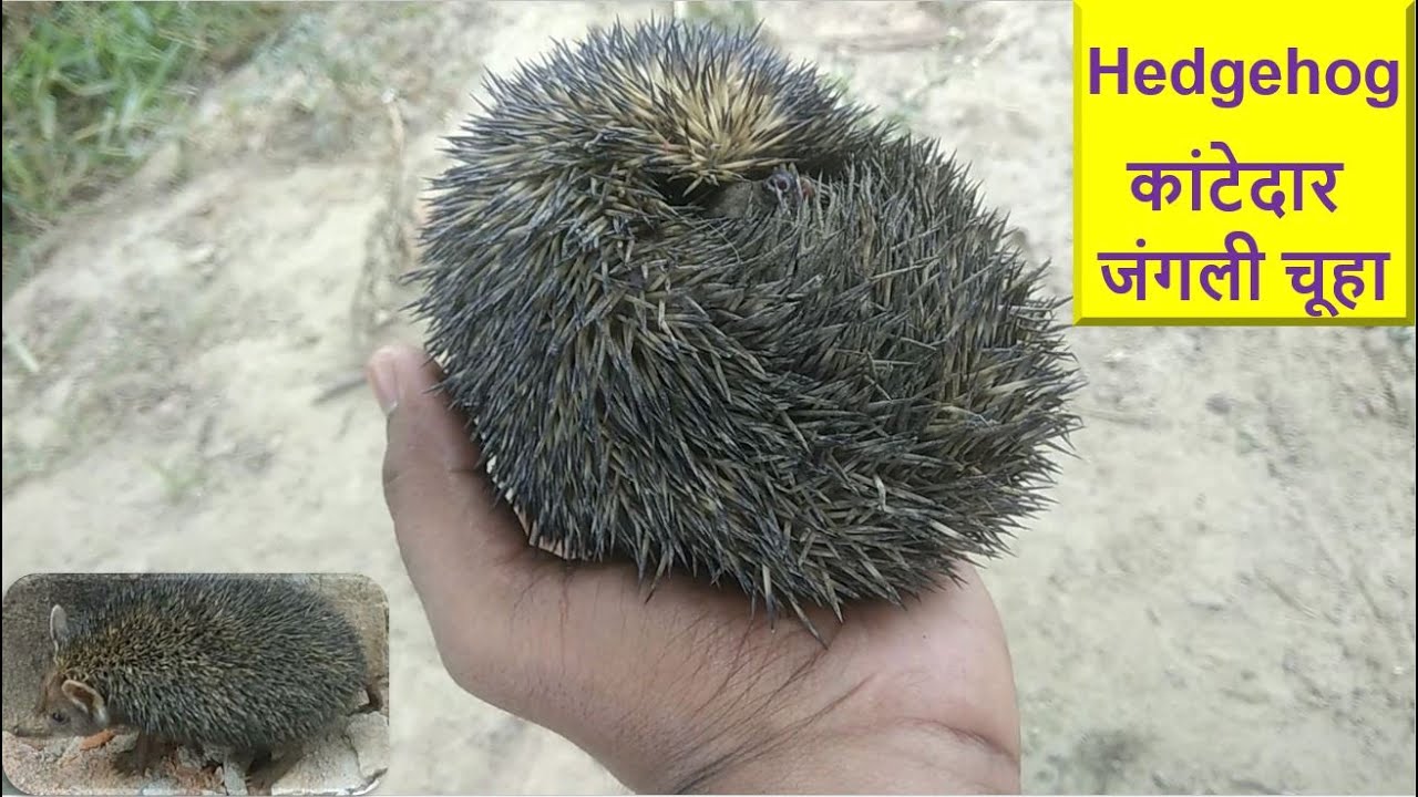 Hedgehog Mammals in India | कांटेदार जंगली चूहा - YouTube