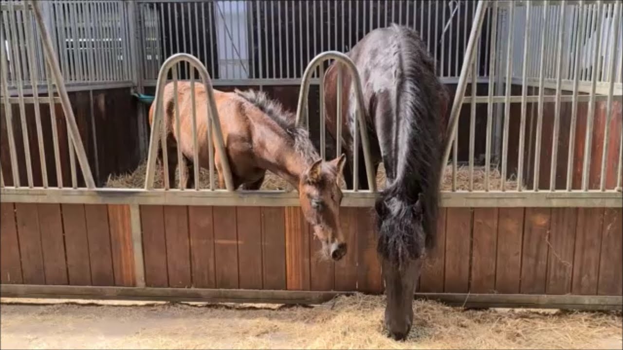 What Does Fungal Look Like And All Friesian Horses Are Fed Pellets YouTube what-does-fungal-look-like-and-all-friesian-horses-are-fed-pellets-youtube