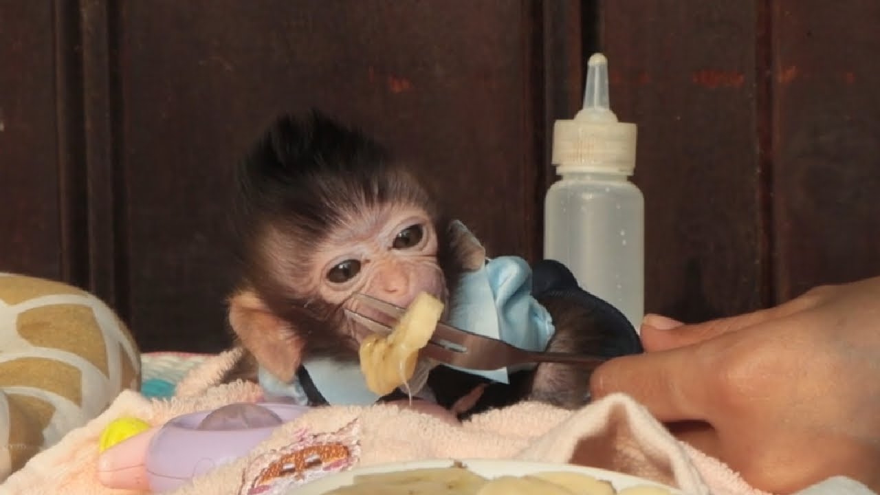 Yummy Yummy || Monkey Justeene - YouTube