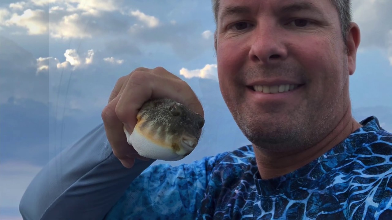 Barnegat Bay Blowfish 7-5-2020 - YouTube