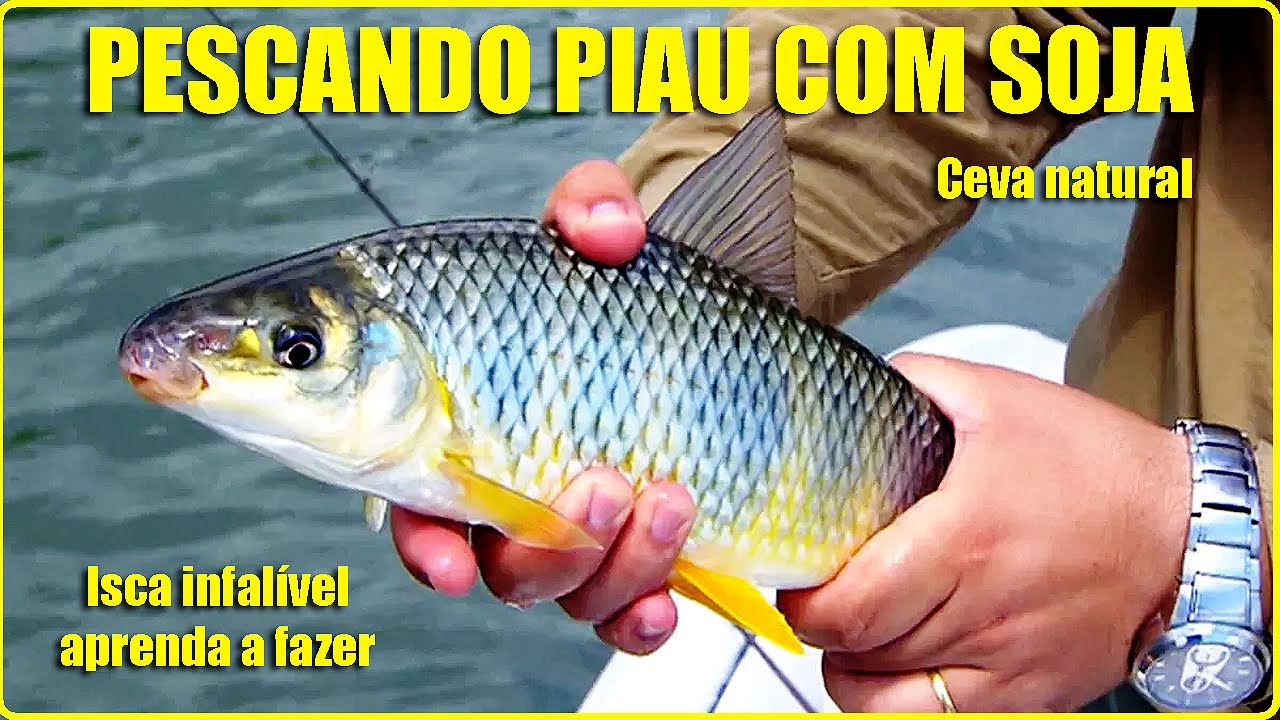 Como pescar PIAU no rio São Francisco com SOJA, "Borrachinha", infalível, macia, aprenda o ...
