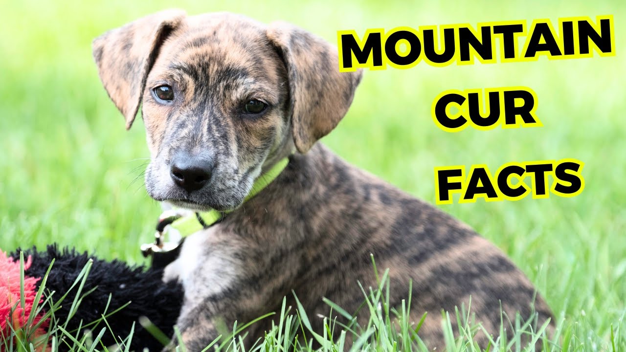 Mountain Cur - Top 10 Interesting Facts you must know - YouTube