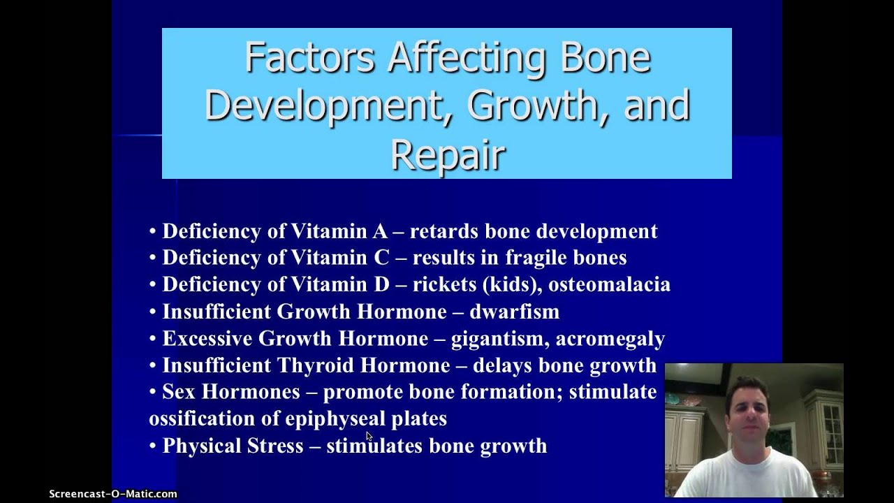 holes anatomy physiology chapter 7 part 2 - YouTube