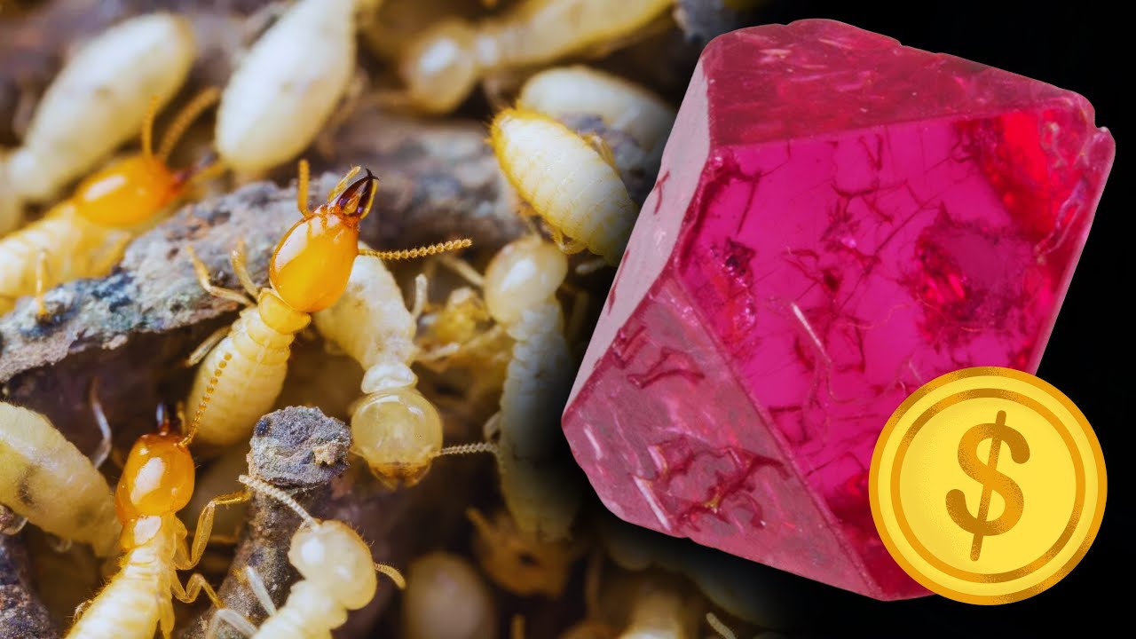 How Termites Can Help You Find Diamonds and Gold - YouTube