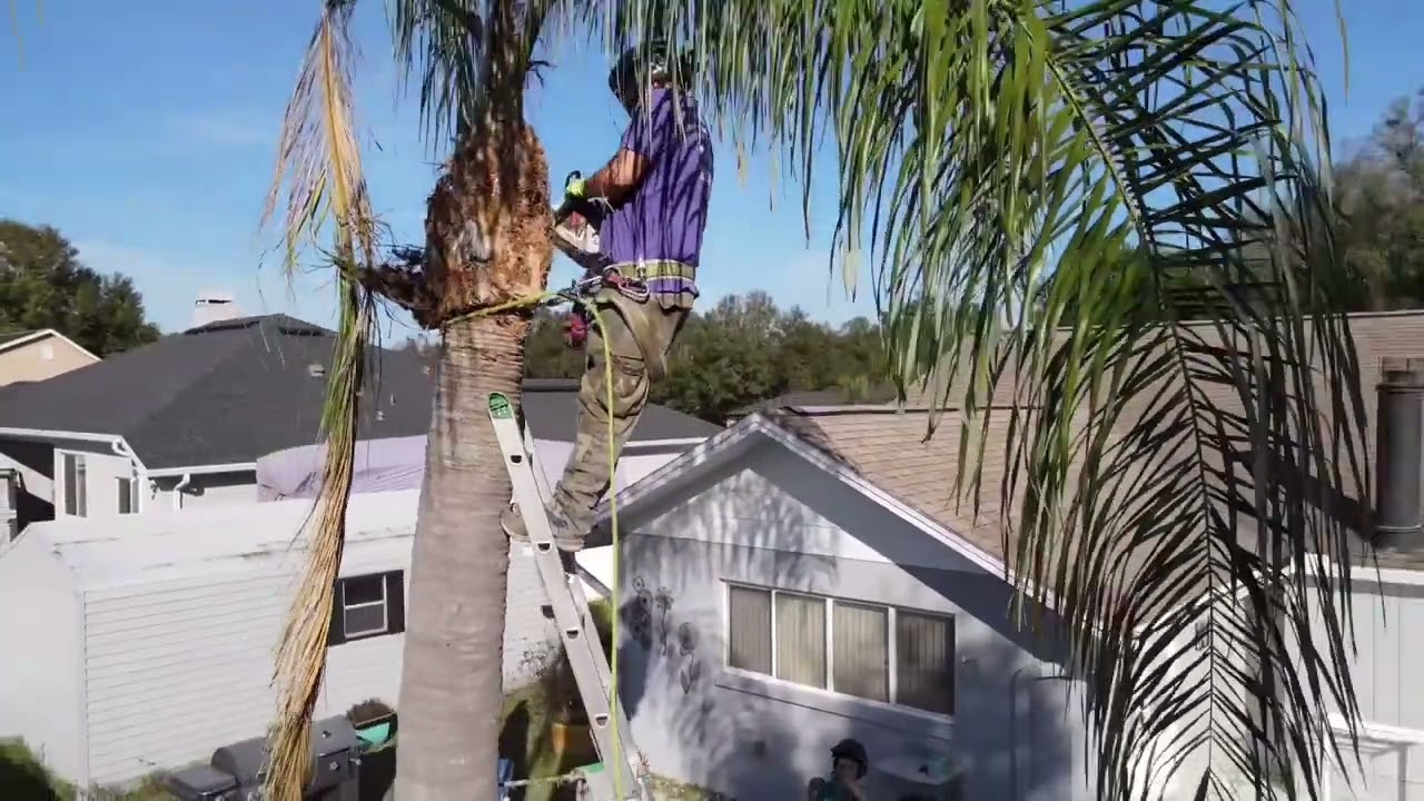 Queen palm tree trimming from drone - YouTube