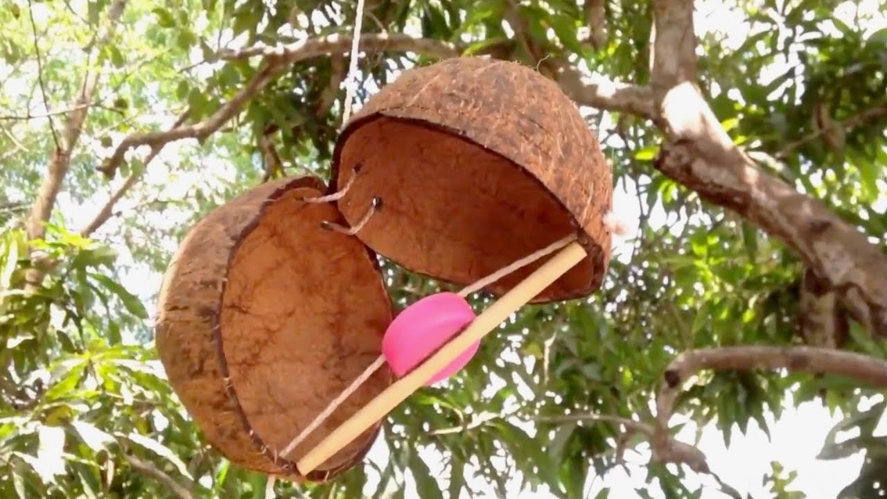 HOW TO MAKE BIRD TRAP FROM COCONUT - YouTube