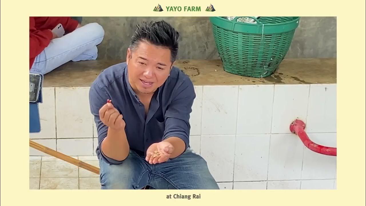 1 วัน YaYo Farm - YouTube