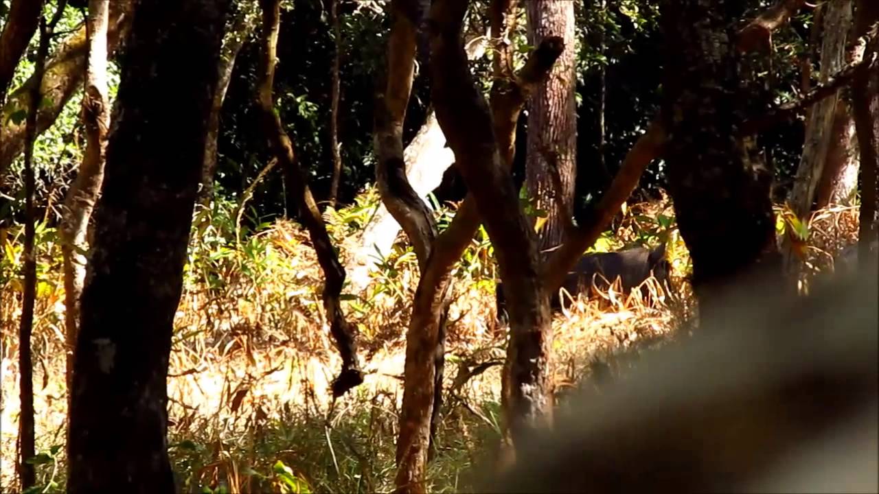 Hunting Zambia Nchila Wildlife Reserve - YouTube