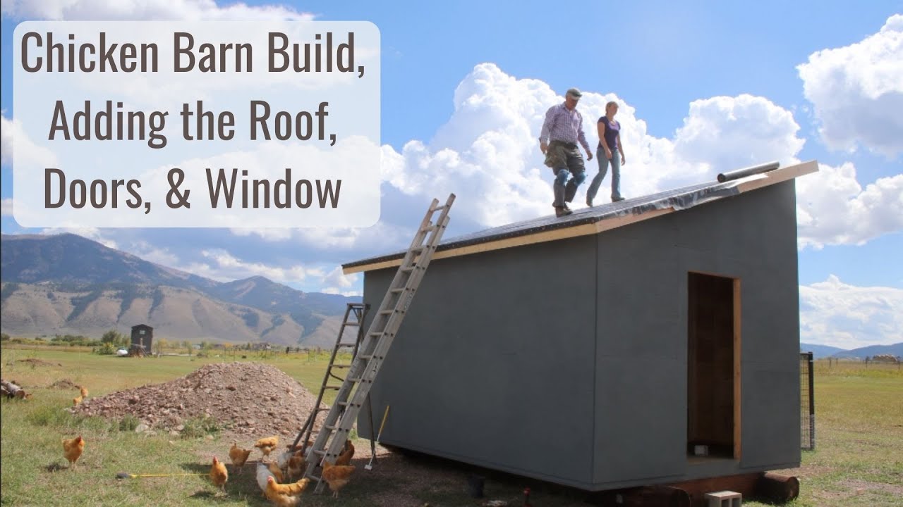 Chicken Barn Build - Adding the Roof, Doors, Window & The Bird's First ...