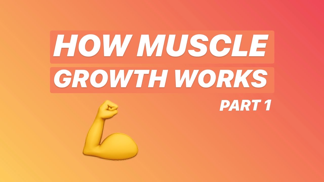 How Do You Build Muscle Part 1 How Does It Work YouTube how-do-you-build-muscle-part-1-how-does-it-work-youtube