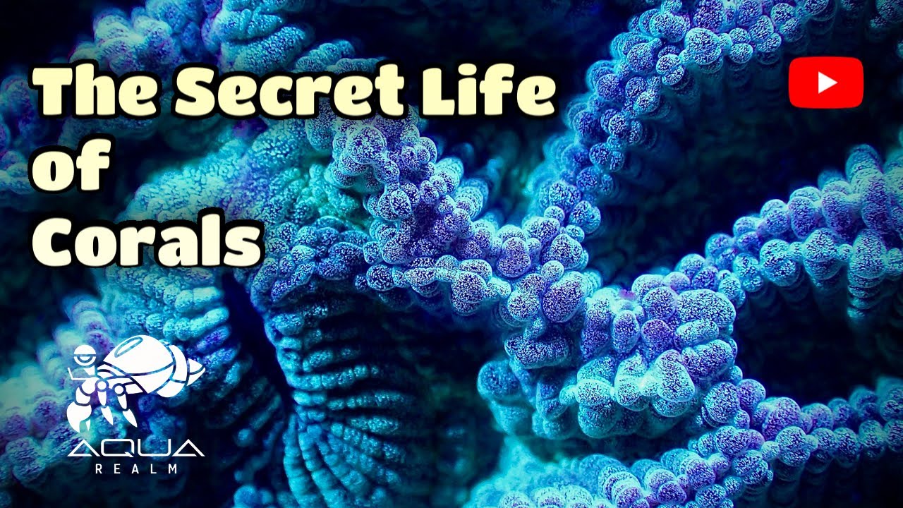 🌊 The Secret Life of Corals | How Coral Polyps Build Reefs 🪸 - YouTube