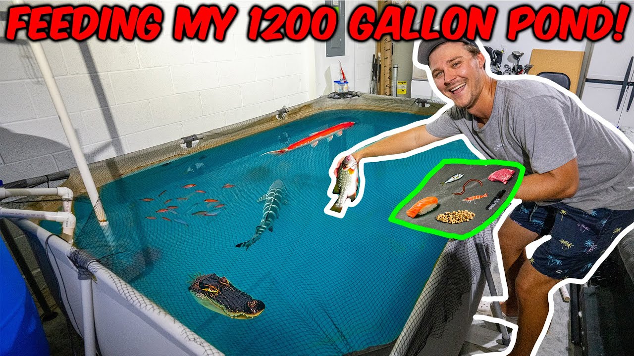 FEEDING MY 1200 GALLON FISH POND!! - YouTube