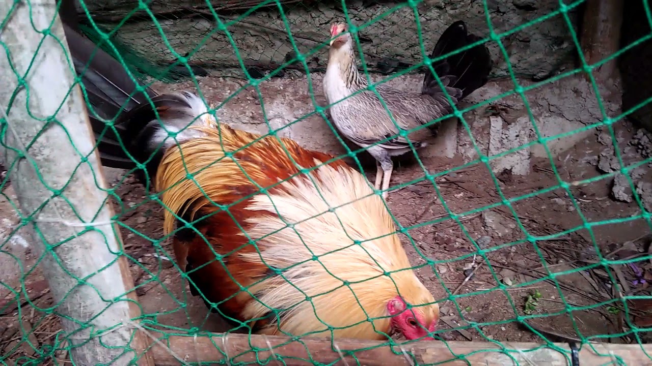 pumpkin sweater gamefowl - YouTube