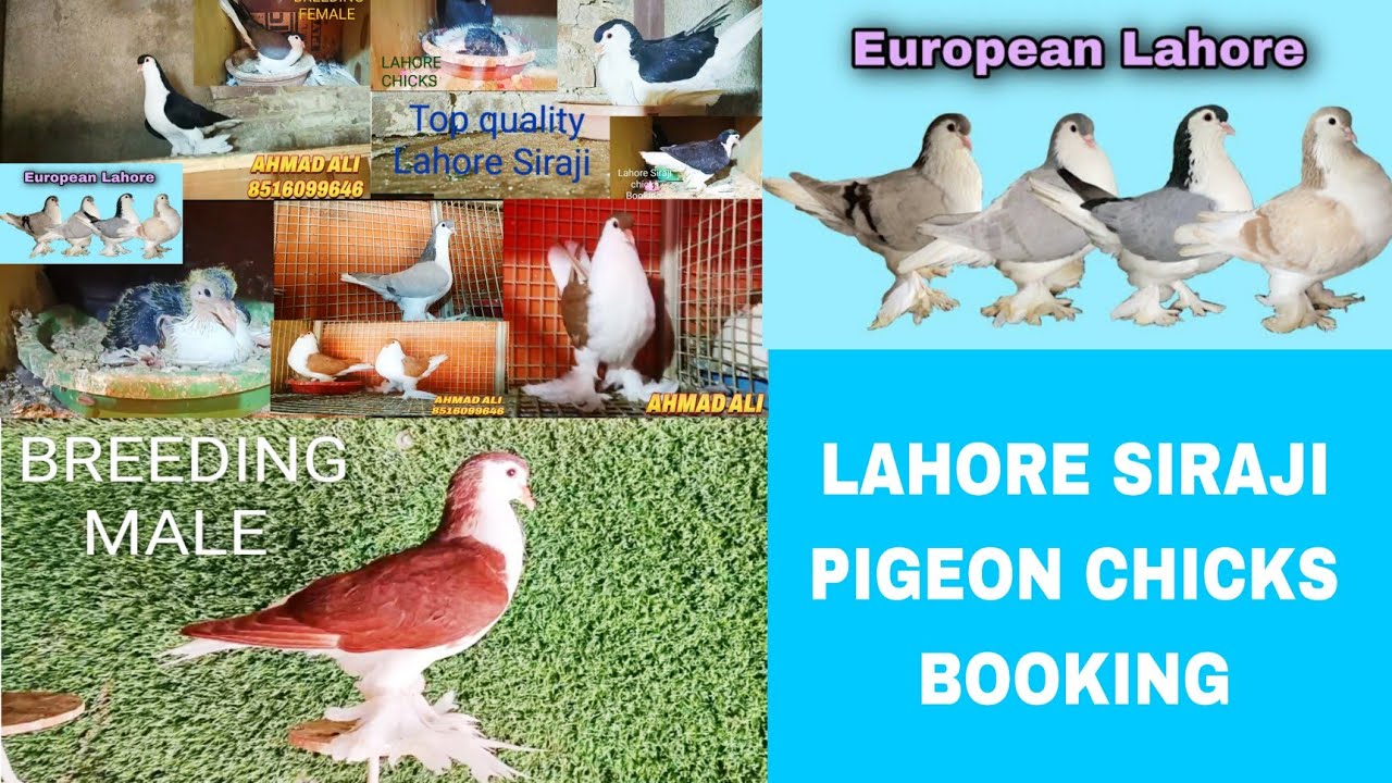 EUROPEAN LAHORE SIRAJI BREEDING PAIR AND CHICKS BOOKING AVAILABLE FOR ...
