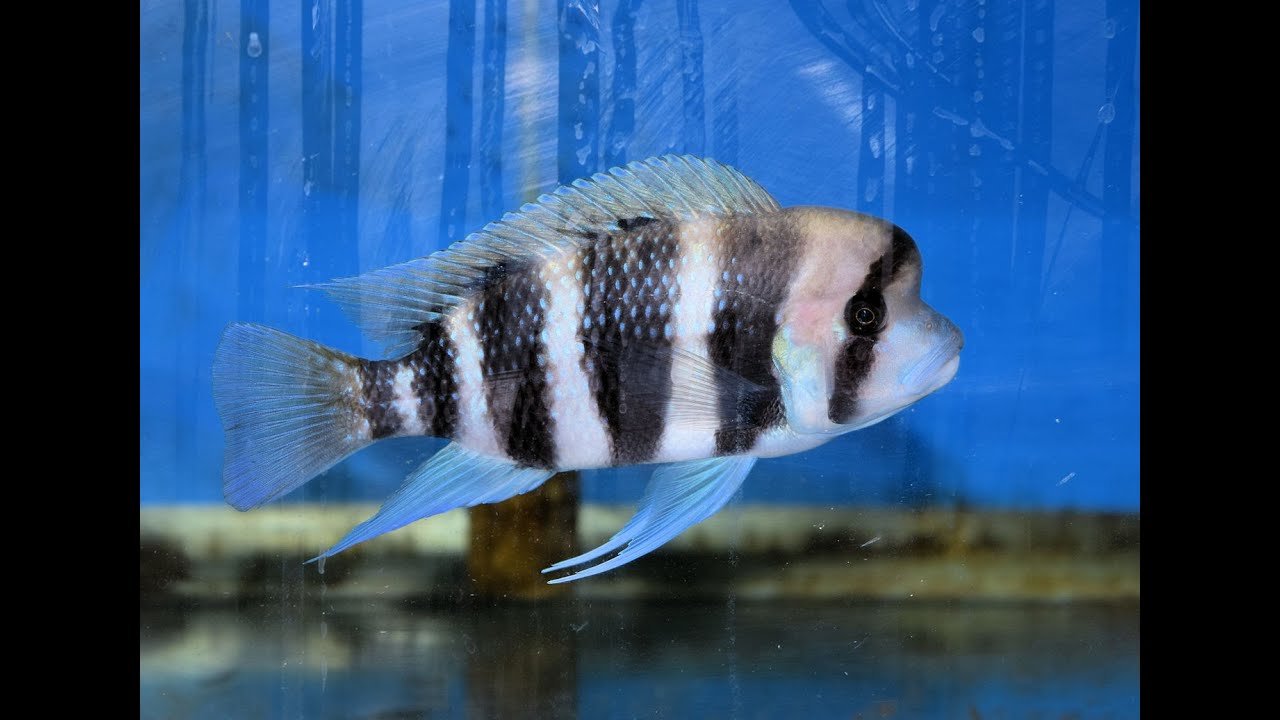 Frontosa Colony - YouTube