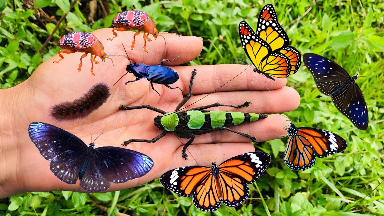 Hunting butterflies, hunting strange insects, catching strange and ...