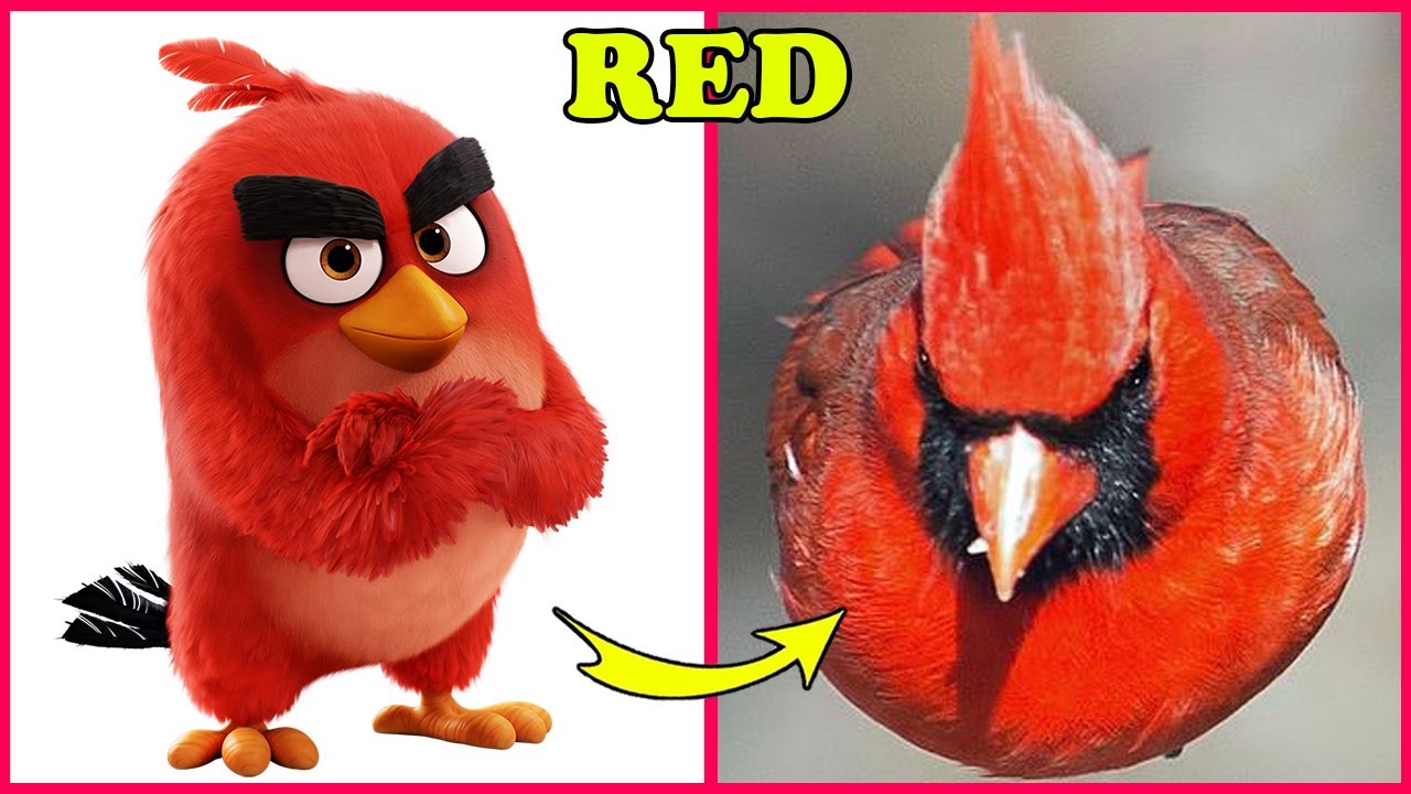 Angry Birds Movie IN REAL LIFE 💥 All Characters 👉@PlentyLive - YouTube
