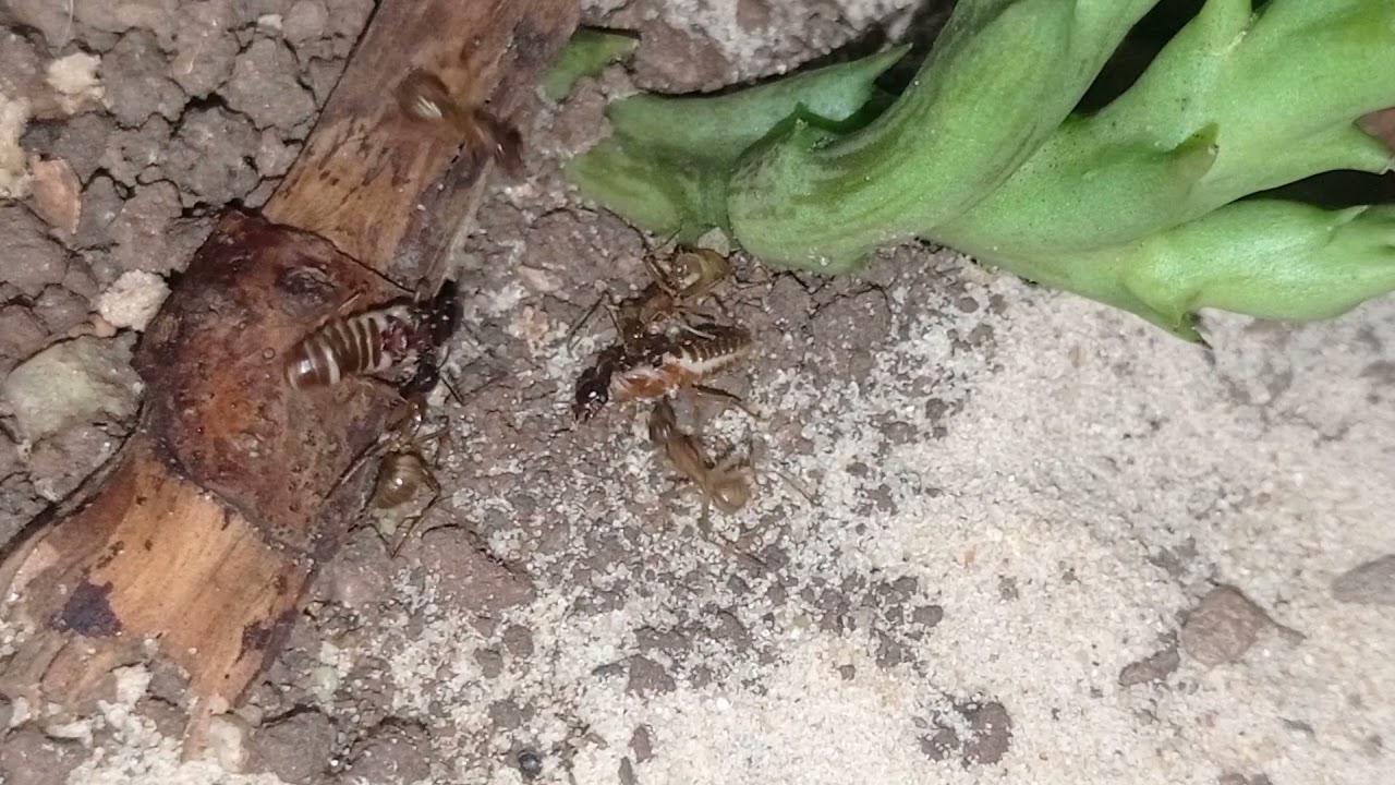 Formigas vs cupins - alimentação Camponotus sp - YouTube