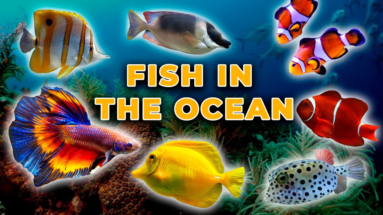 FISH IN THE OCEAN | SEA DRAGON, MACKEREL, TUNA, RED SNAPPER, TILE ...