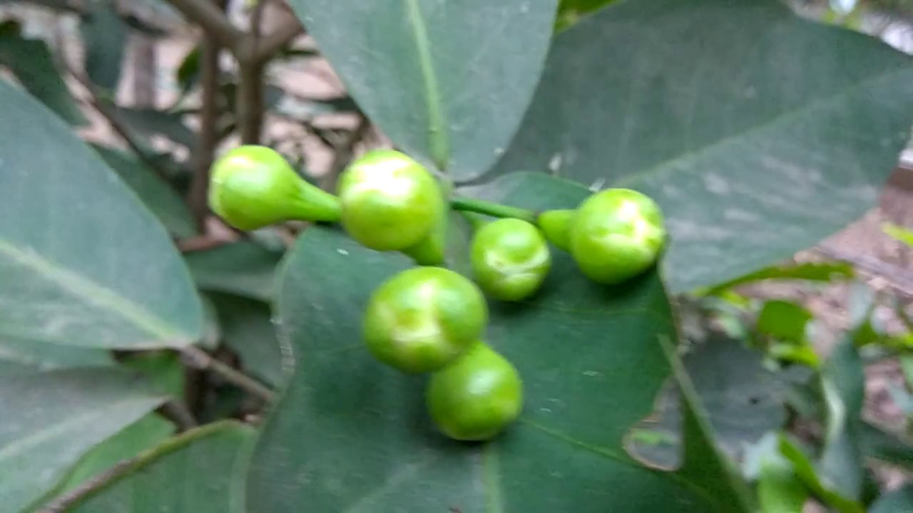Flower Buds of Water Apple/Jambo Jama/Kammari Kayalu plant - YouTube