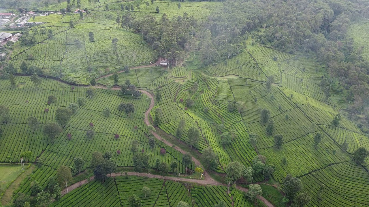 Free Footage - Aerial video perkebunan teh #7 - YouTube