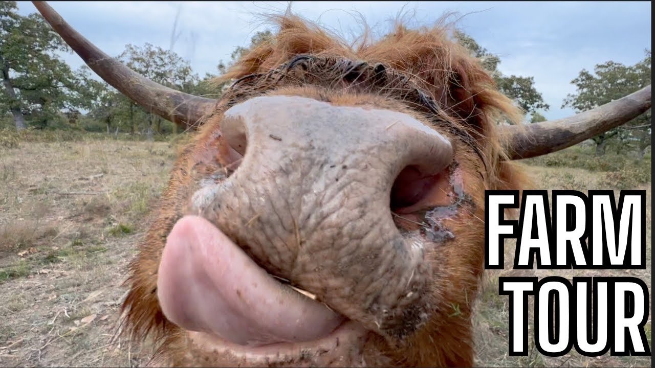 October Farm Tour: Highland Cattle| Kunekune Pigs| Mini Donkey| Farm ...