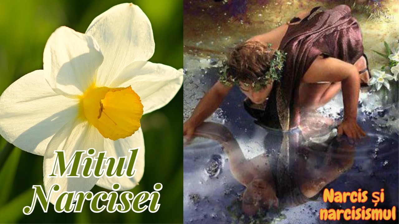 Legenda lui Narcis - Narcisa - Narcisismul si semnificatii - YouTube