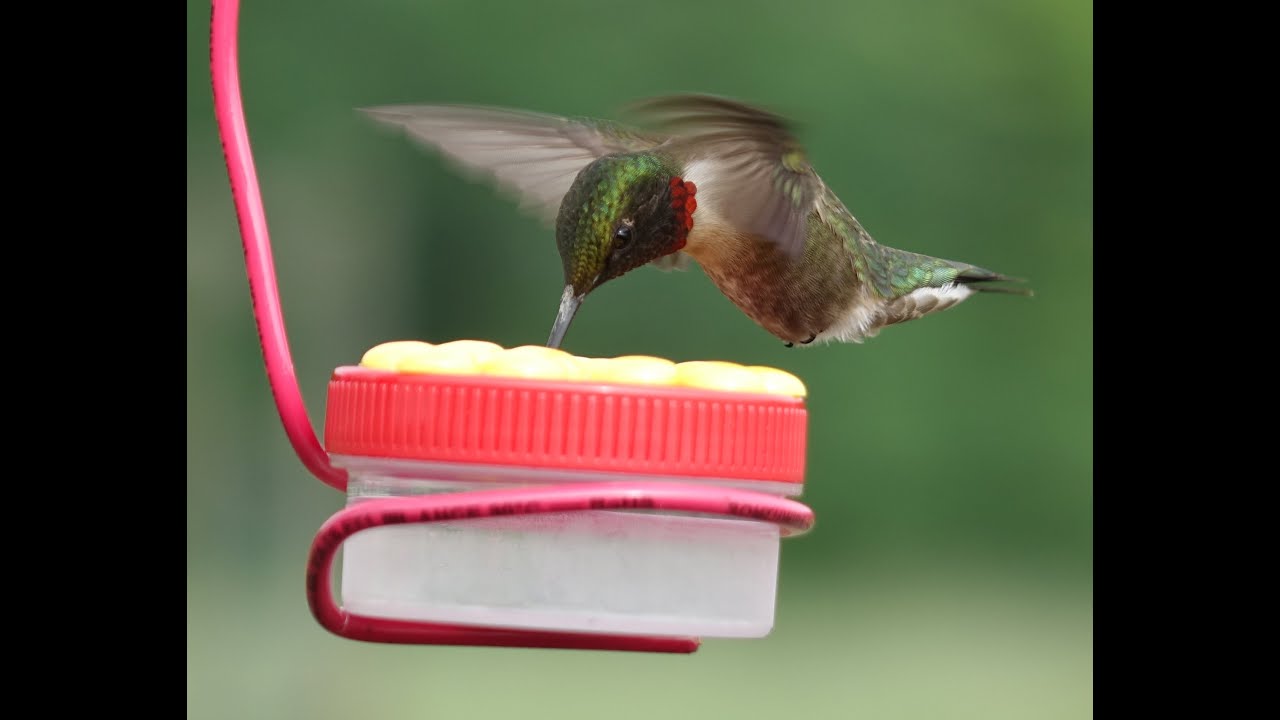Hand Feeding Hummingbirds - YouTube