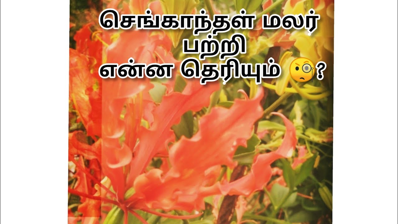 செங்காந்தள் மலர் வரலாறு/ செங்காந்தள் மலர் பயன்கள்/ Gloriosa superba ...