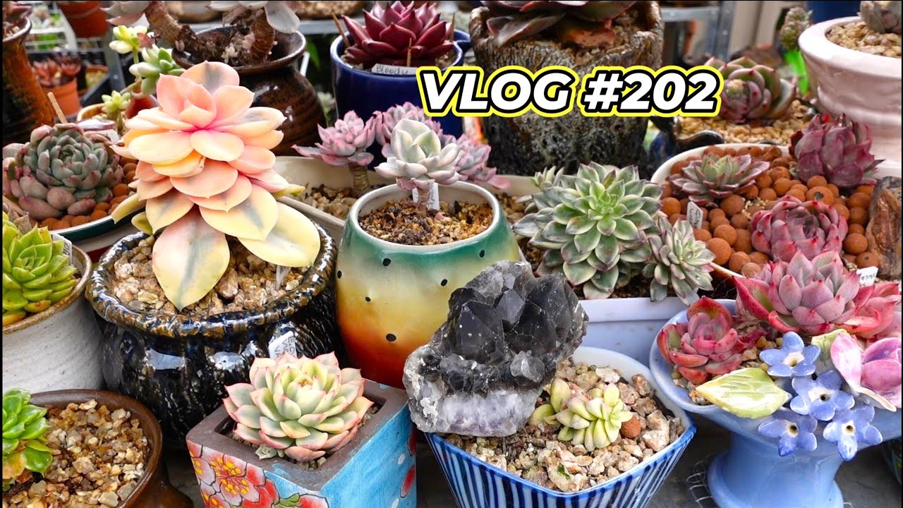 Variegated Succulent Moving Day - VLOG #202 | Growing Succulents with ...