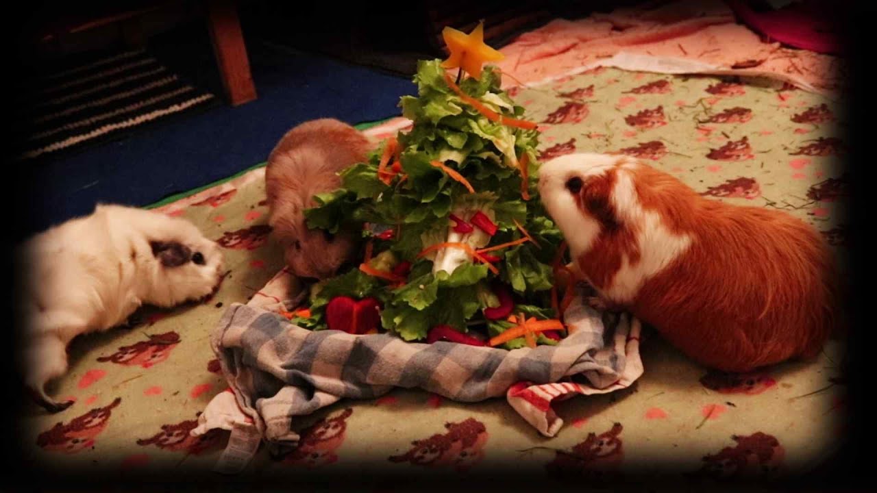 15 Minutes of the Guinea Pigs and their Christmas Tree - YouTube