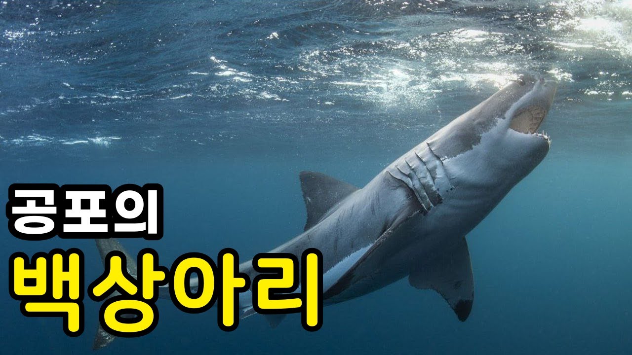 바다의 지배자 백상아리 최고 포식자 거대 상어 Youtube