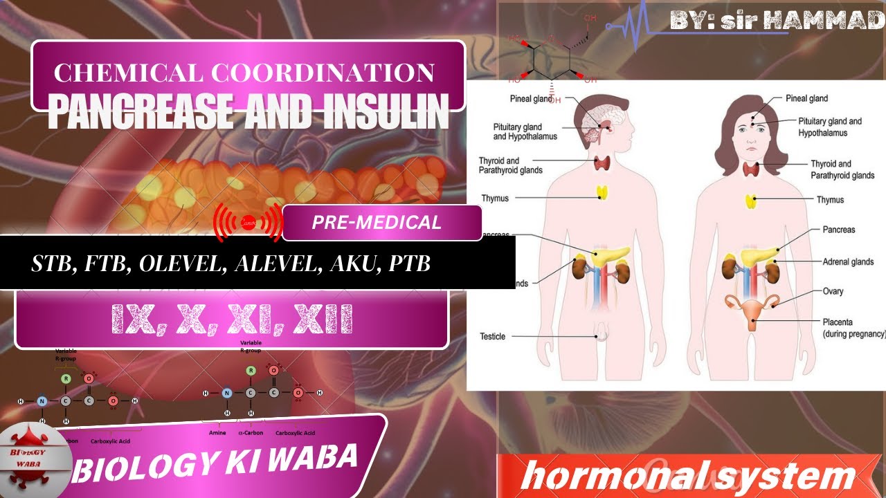 Pancrease Insulin And Glucagon Chemical Coordination Biology 5858