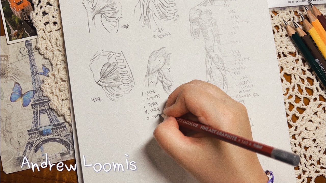 Let's draw the Andrew Loomis human body together - 3 - YouTube