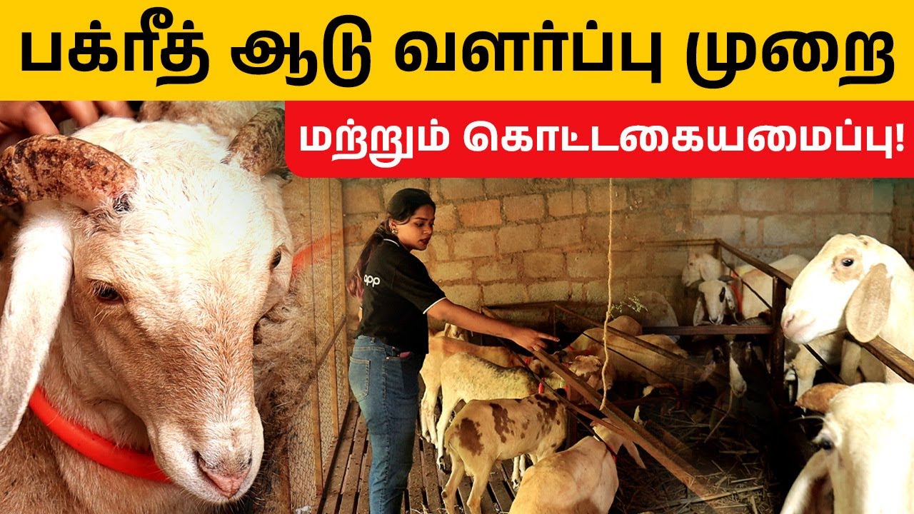 லட்சத்துக்கு விலை போகும் பக்ரீத் ஆடு | கர்நாடகாவின் பிரபலமான இனம் ...