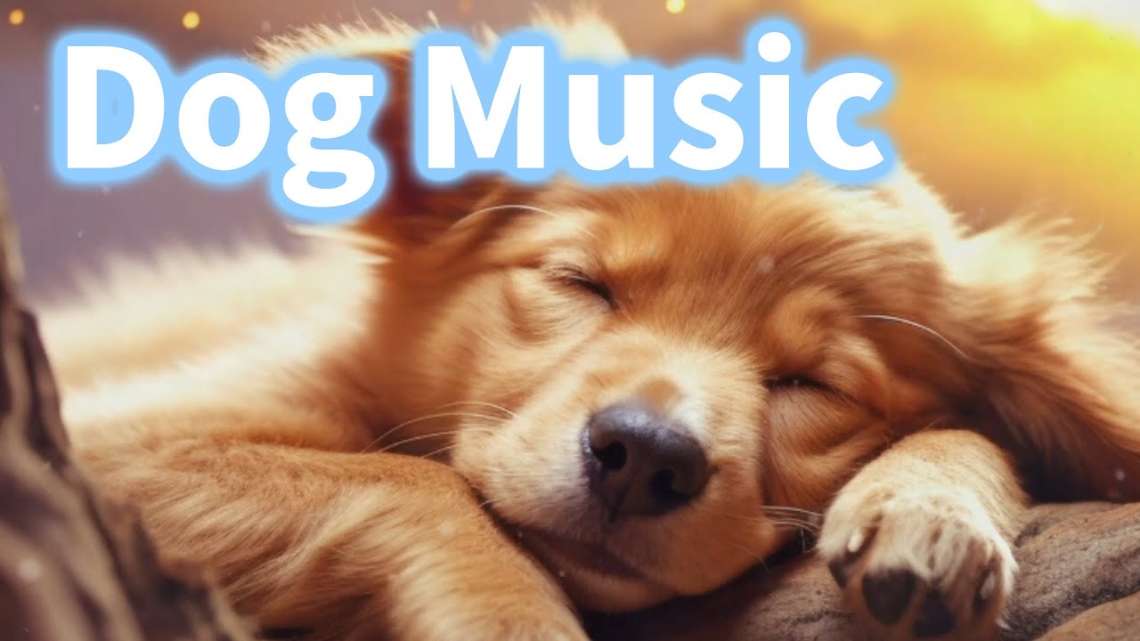 Dog Music💖🐶 Dog's favorite music. Relaxing Sleep Music for dogs - YouTube