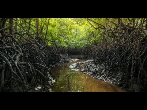 4 TRUE SCARY Swamp Wetlands Horror Stories - YouTube