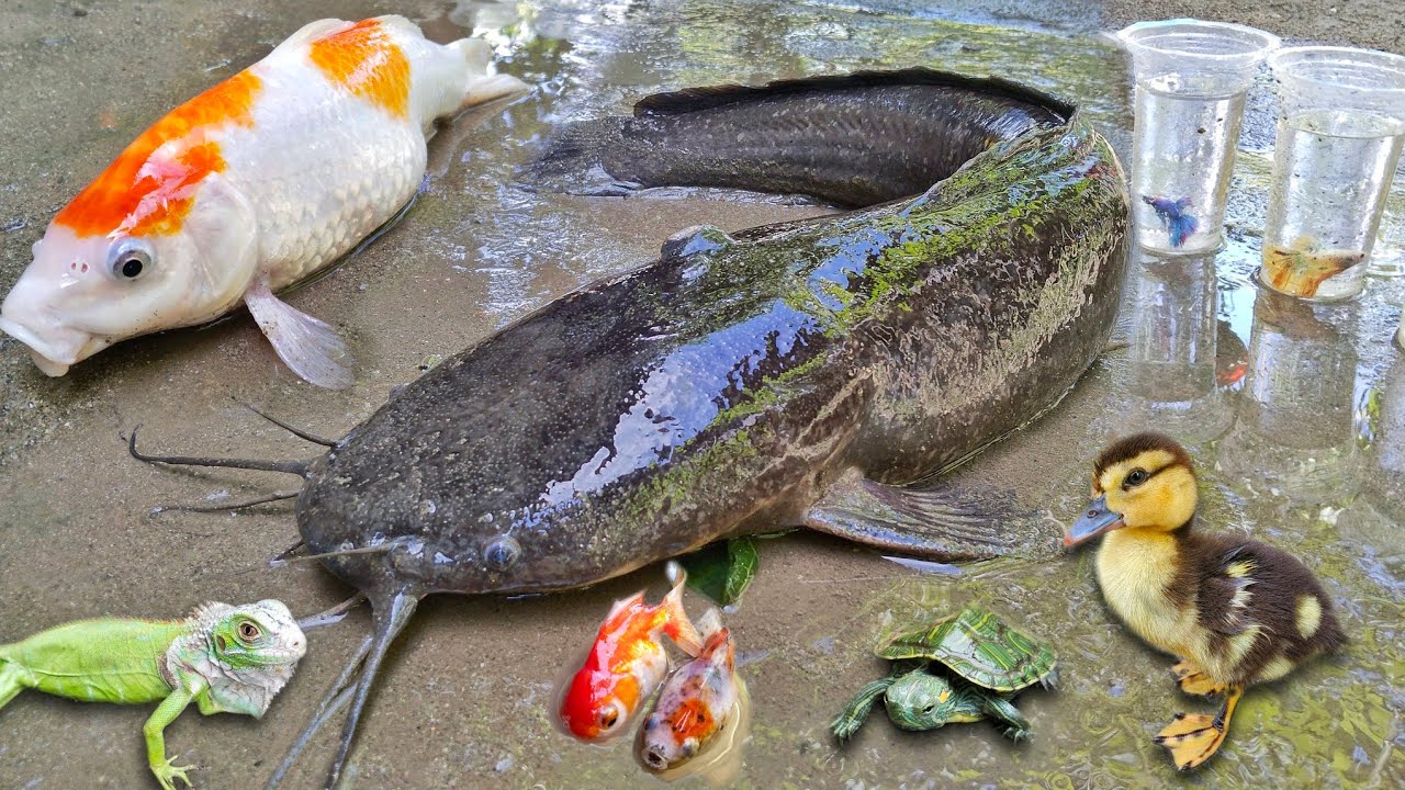 Menangkap Ikan Lele Besar, Ikan Koi, Ikan Cupang, Ikan Mas Koki, Ikan ...