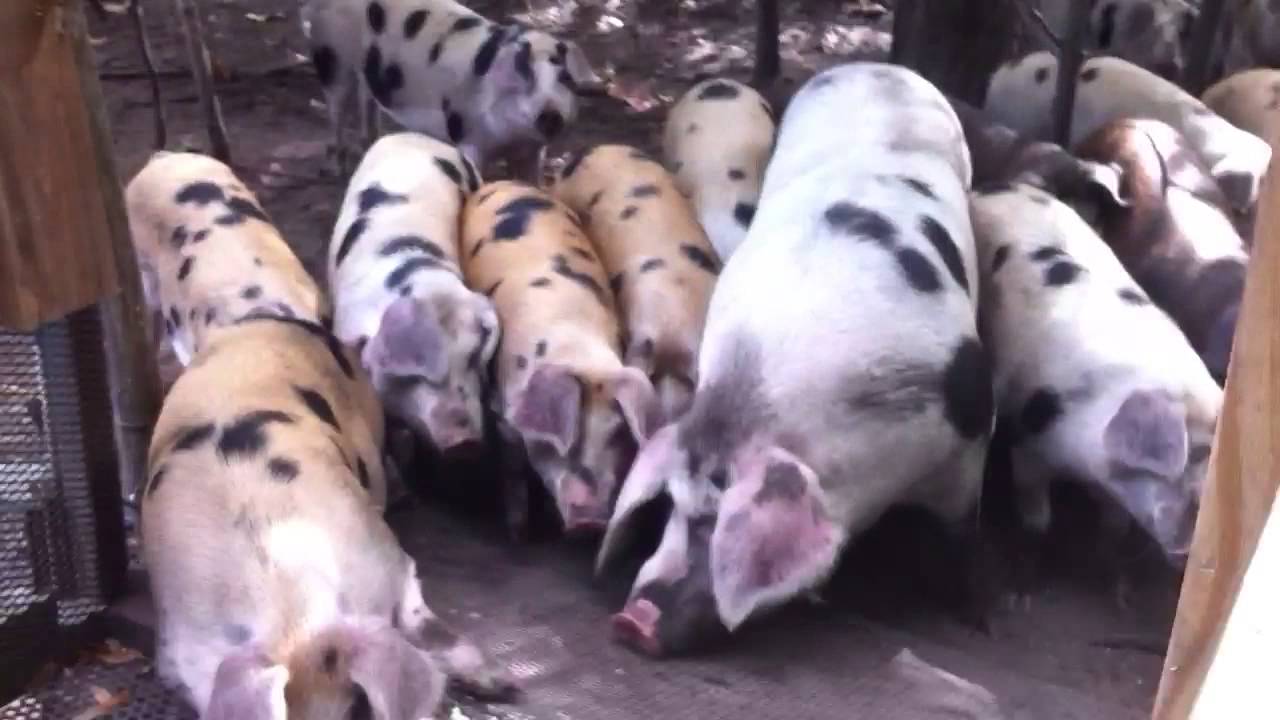 Loading Pigs - YouTube
