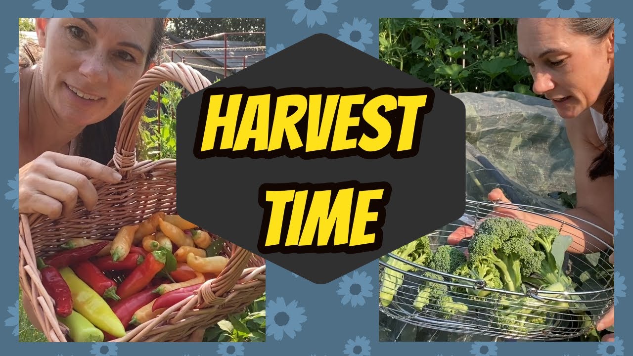 Full Vegetable Garden Tour & Harvest - YouTube