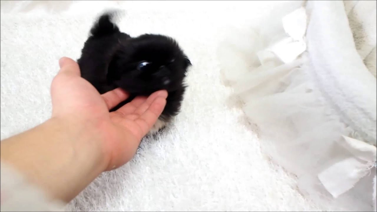 Betty Boop Mini Pekingese - YouTube