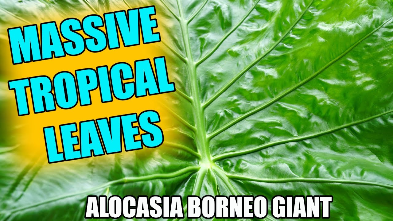 Borneo Giant Elephant Ear! Alocasia Borneo Giant - YouTube