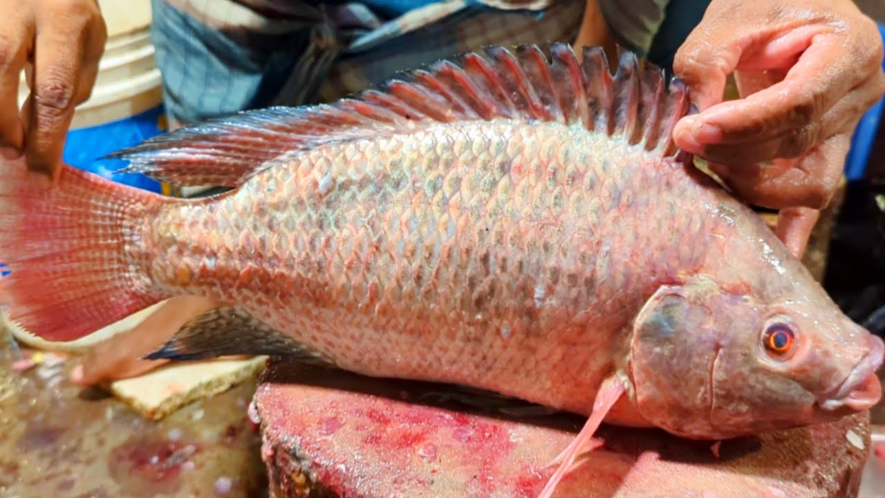 Amazing Tilapia Fish Cutting Skills In Bangladesh Fish Market By Expert ...