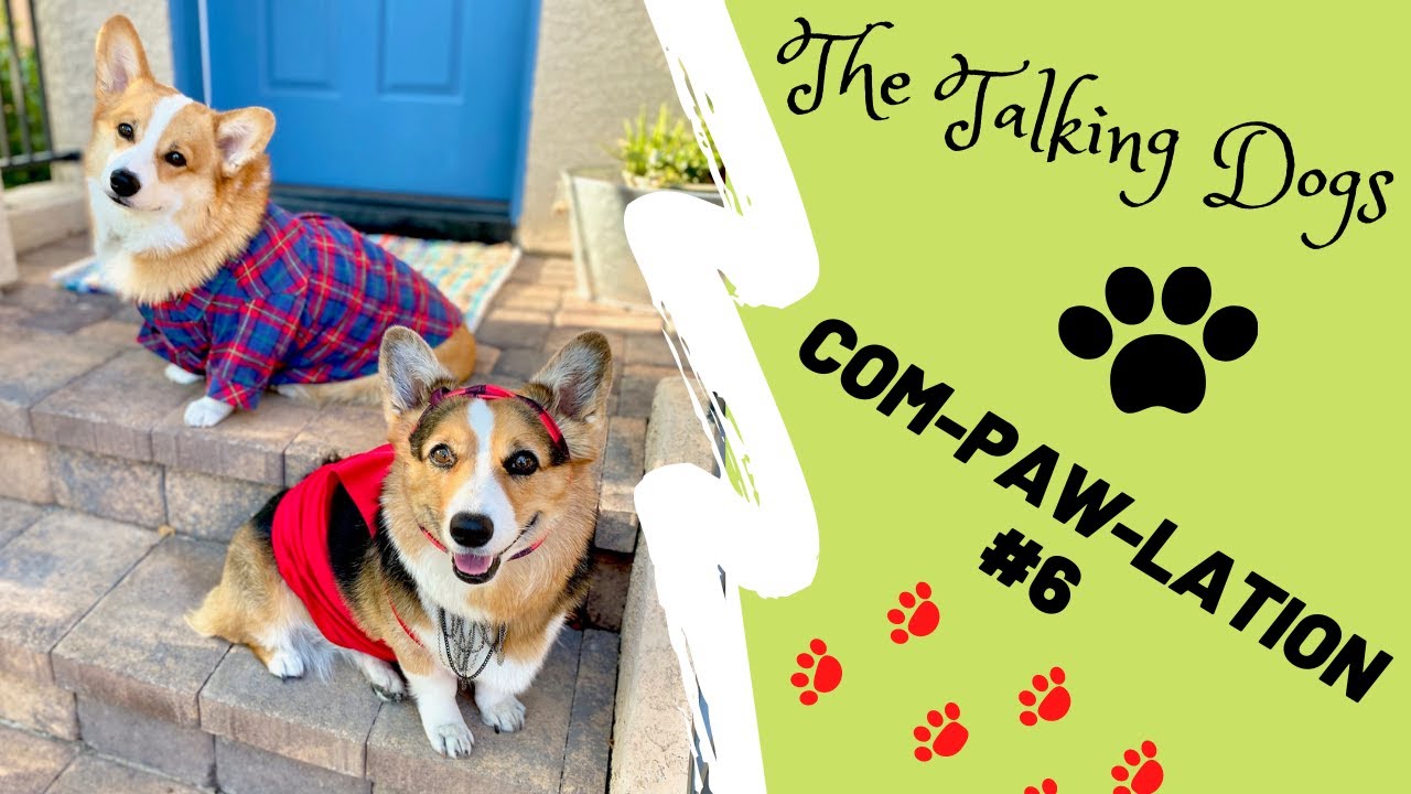 The Talking Corgi Adventures | Hammy & Olivia - YouTube